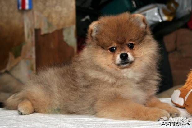 2-месячные шпицульки Мужички