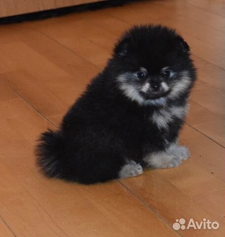 Мальчик шпица в померанском типе