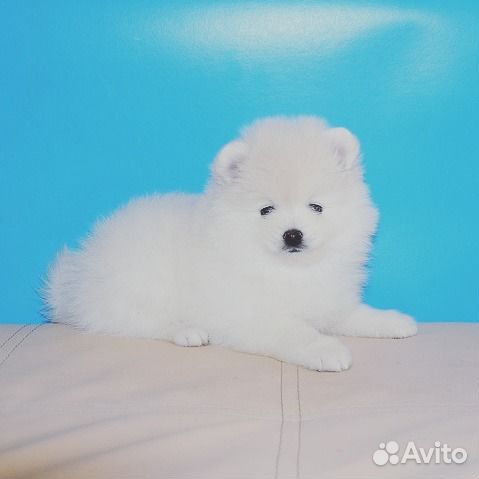 Померанчики северные мишки