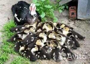 Индоутята подрощенные