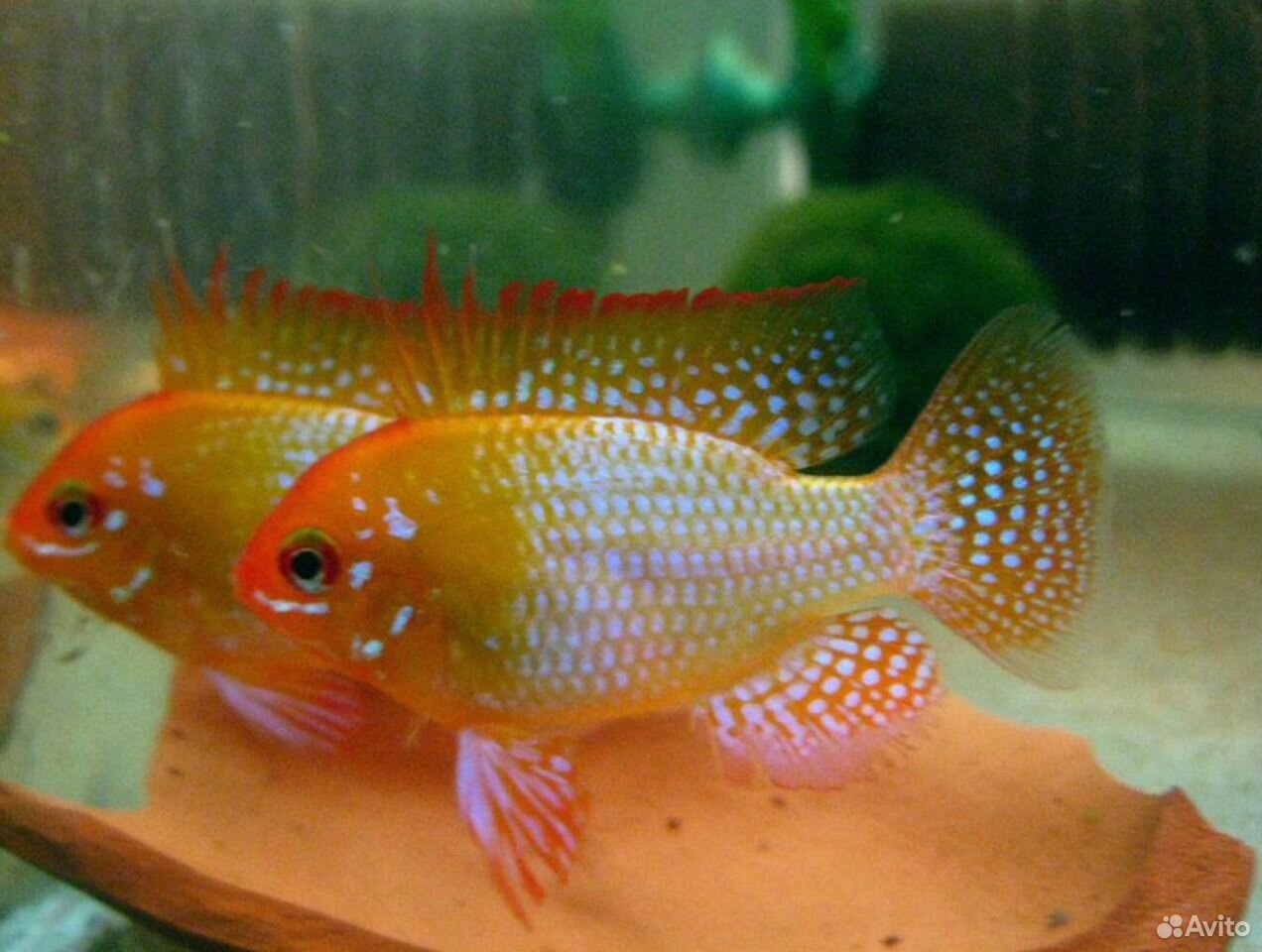 Апистограмма, пецилии, меченосцы