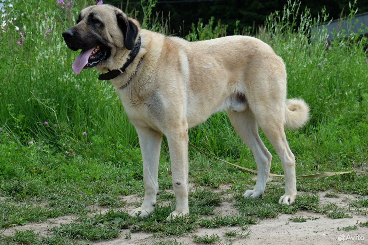 Щенки от чемпиона мира кангал(анатолийская овч.)