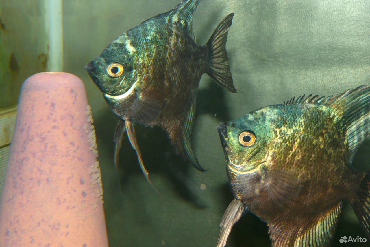 Скалярии Пинои