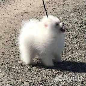 Белый - белый - белый пух - облачко в ладошку