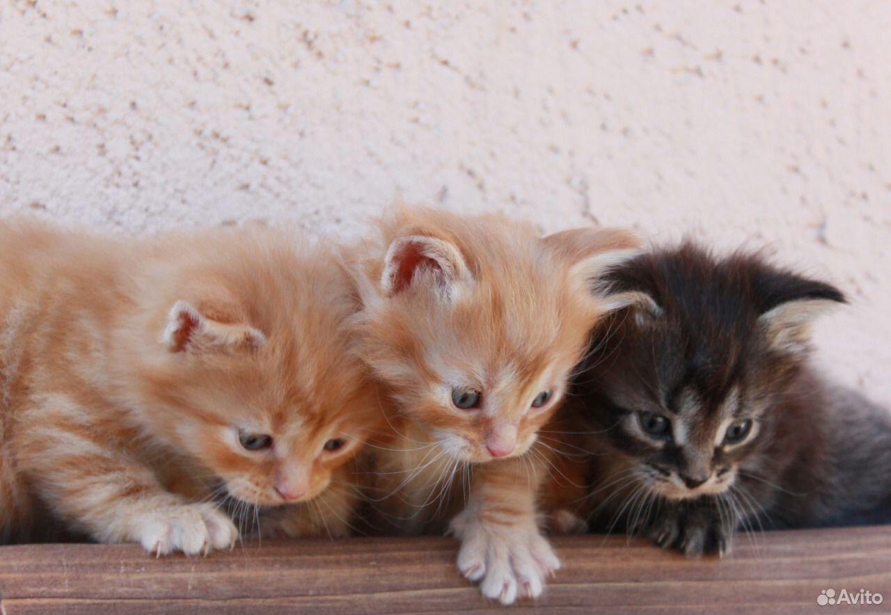 Мальчики Мейн-куна