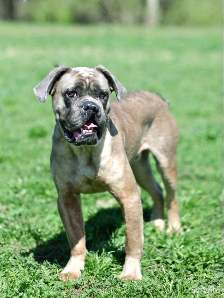 Годовалый кане корсо Лакки в дар