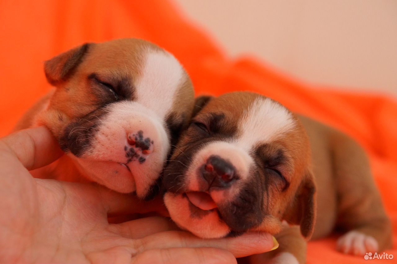 Мальчишки-Малышки Стаффики в питомнике (Доставка)