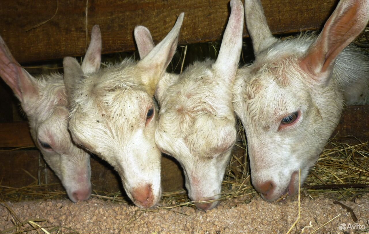 Зааненские козочки