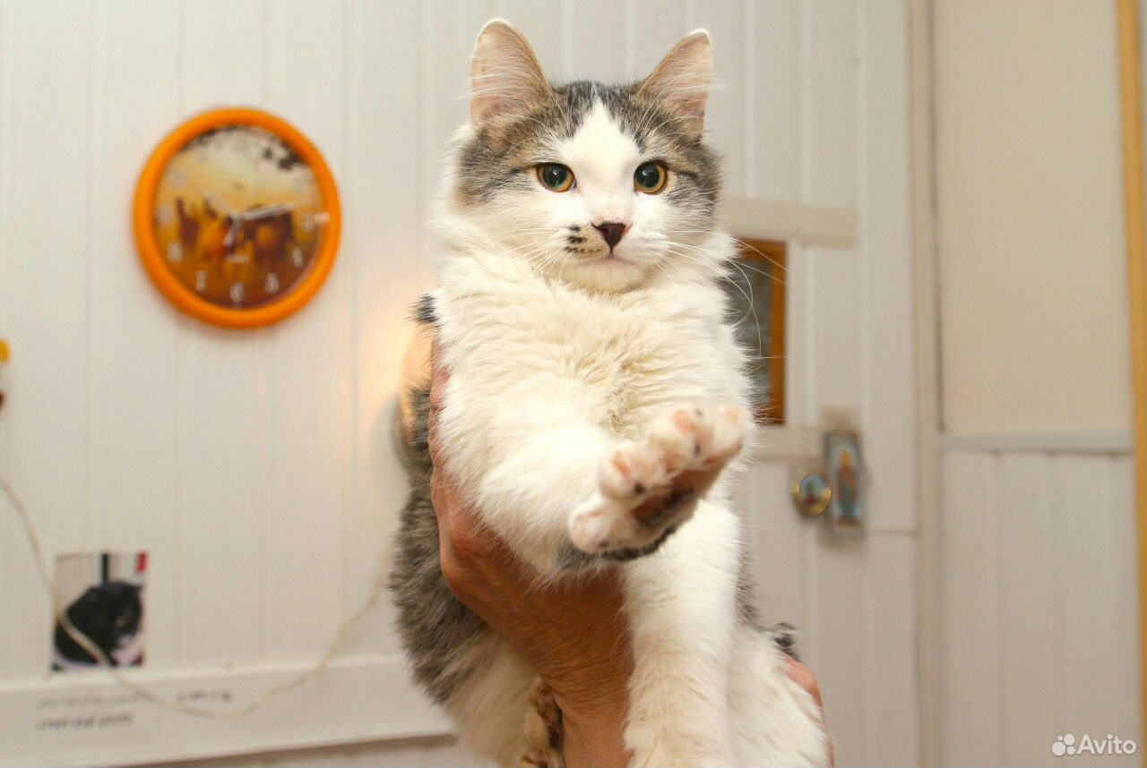 Котенок 6 мес Санек