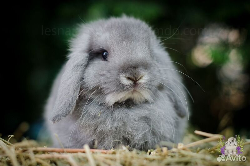 Милые и ручные крольчата