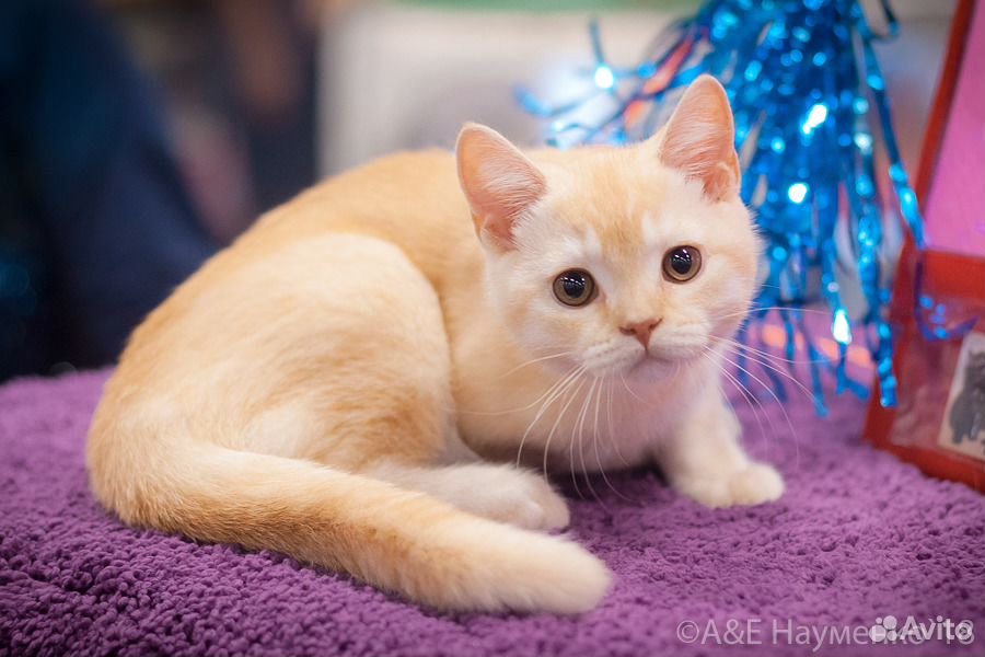 Британский короткошерстный котенок мальчик