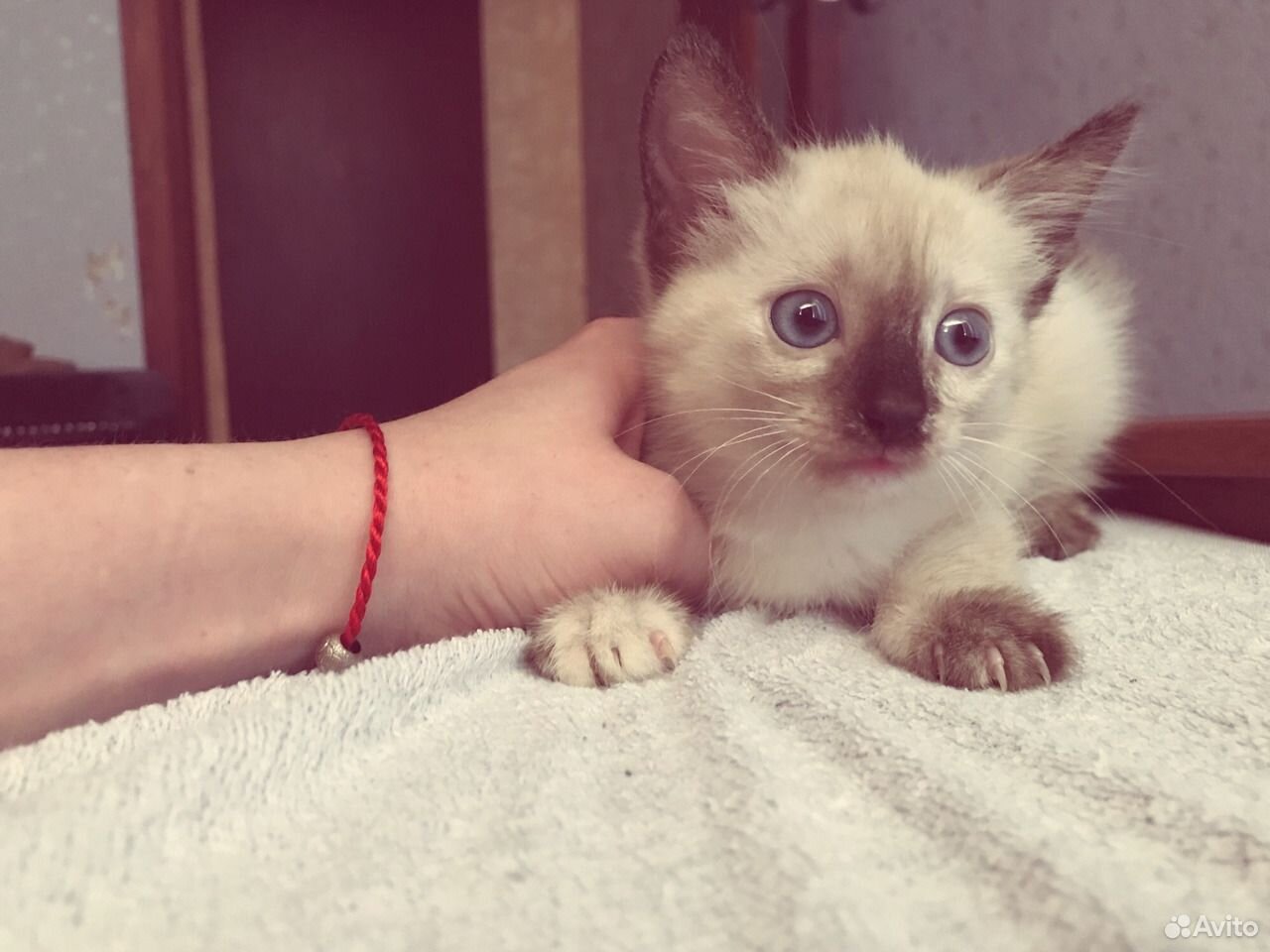 Котёнок сиамской породы (девочка )