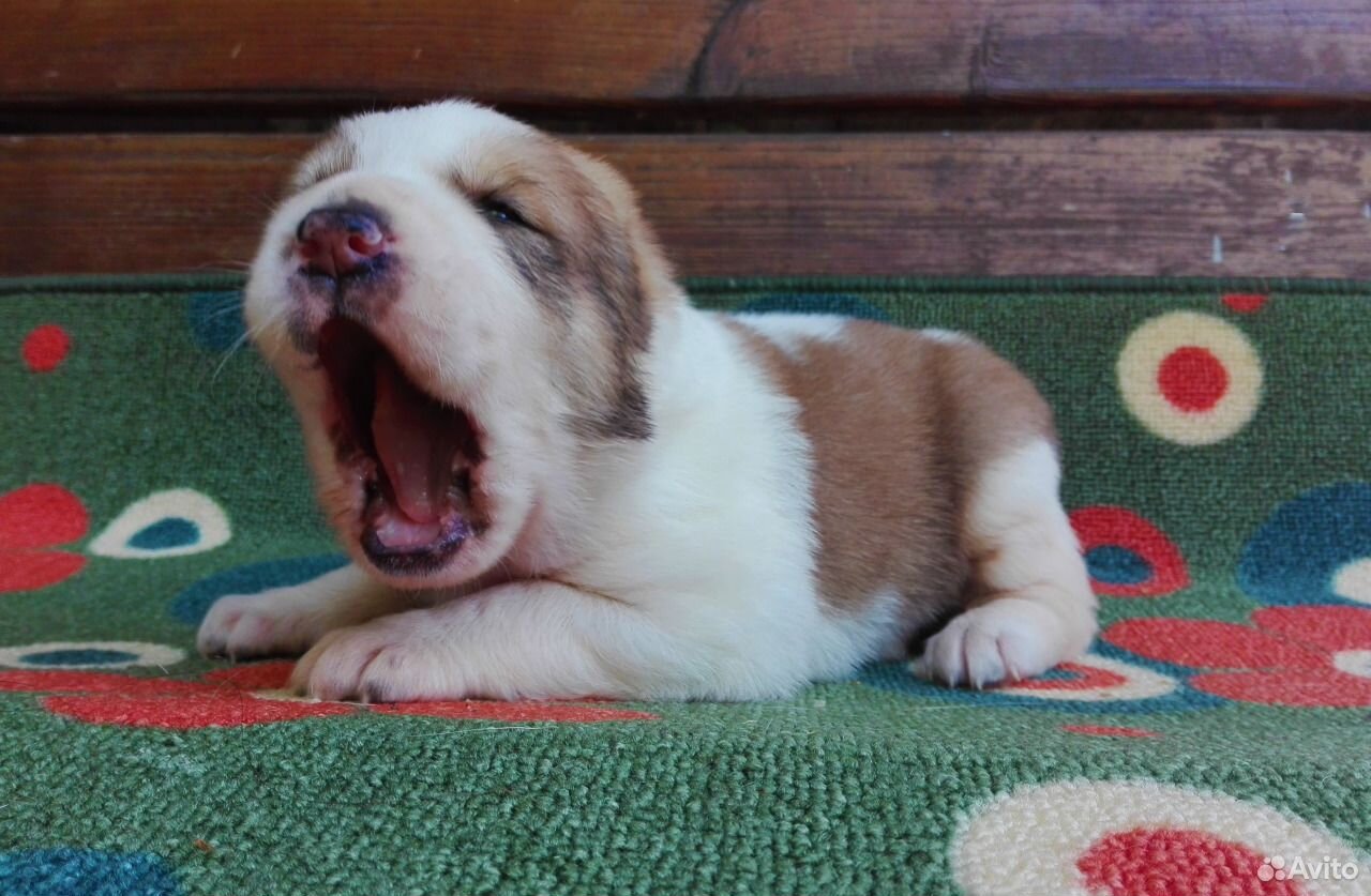 Новые горизонты с новым другом