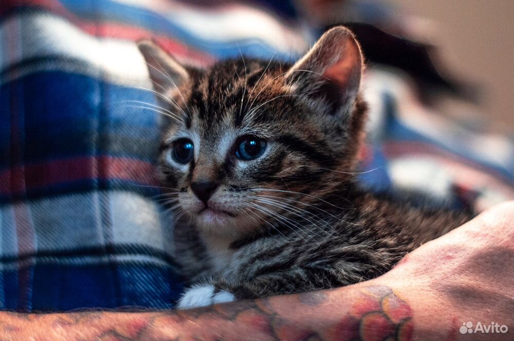 Котятки в ничего такие руки