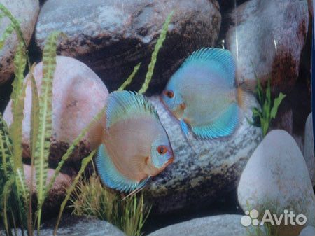 Дискус Blue Diamond