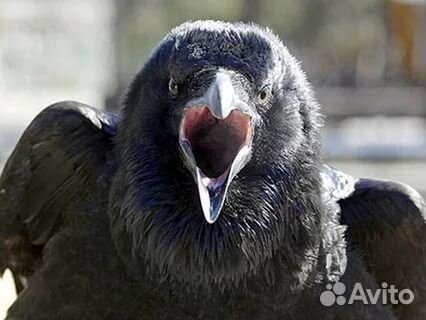 Воронята, выкормыши, ручные