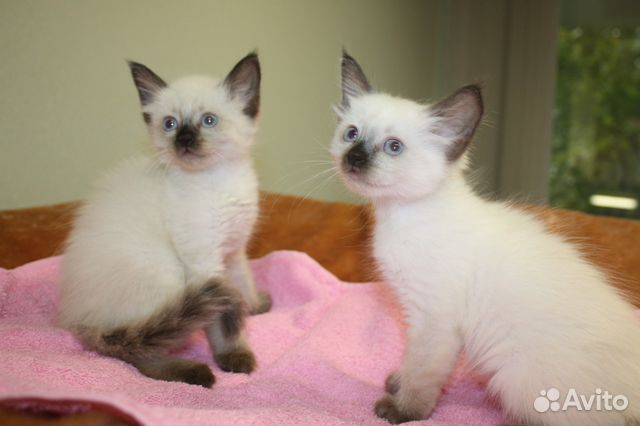 Два красавчика тайских