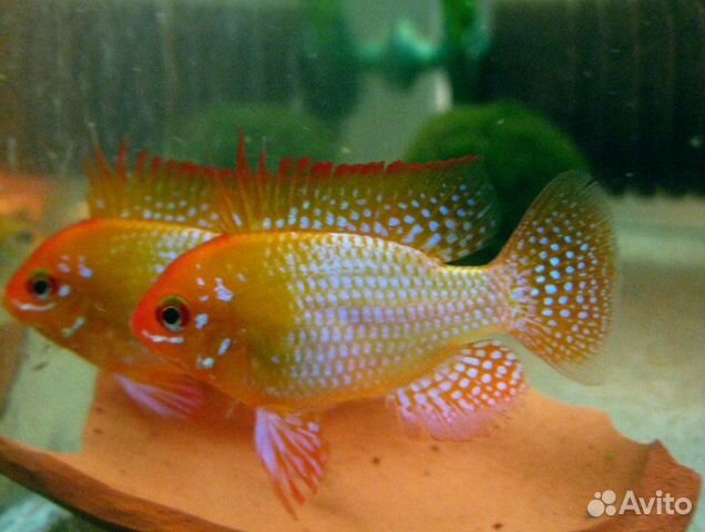 Апистограмма, пецилии, меченосцы