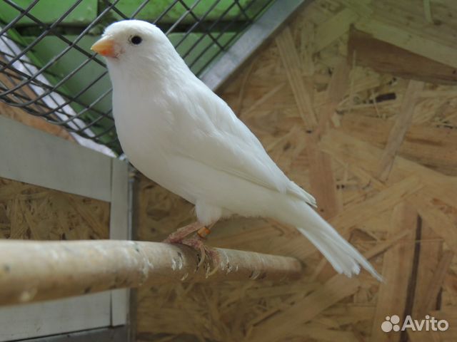 Продажа канареек