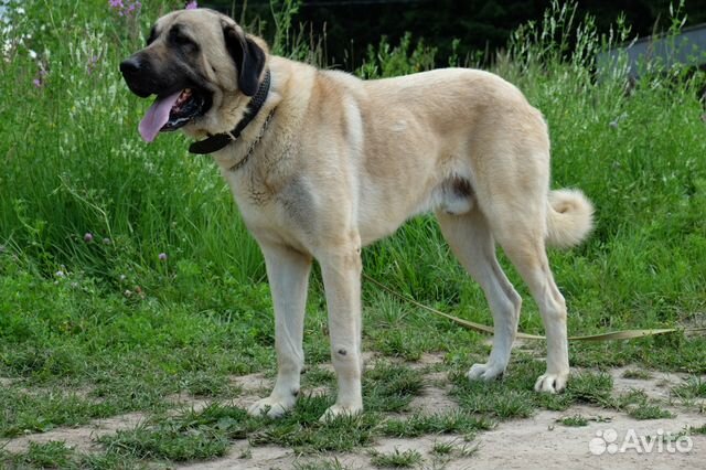 Щенки от чемпиона мира кангал(анатолийская овч.)