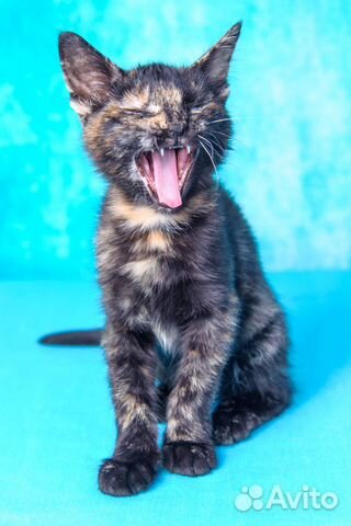 Кошечка, три месяца