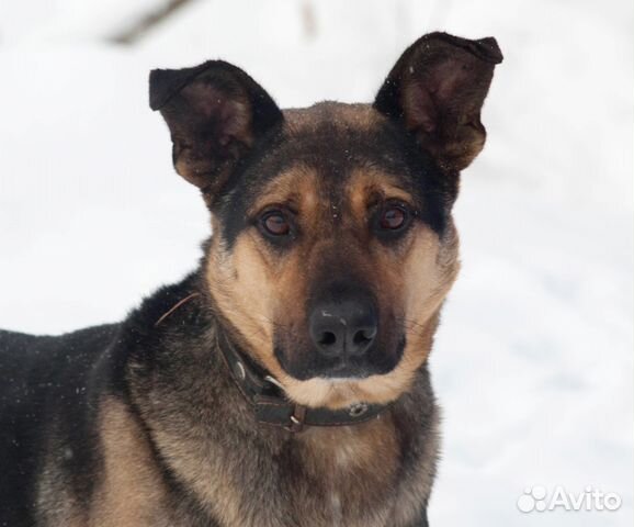 Молодой красавец-пес Шариф в дар