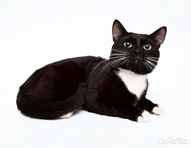 Шикарный кот в добрые руки