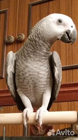 Жако краснохвостый