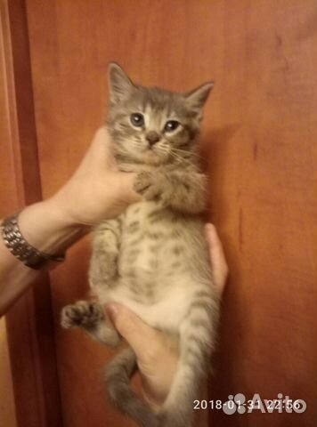 Котята 2 месяца