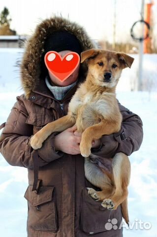Самый смелый щенок от крупных родителей