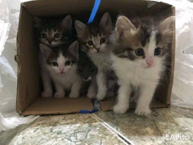 Котята