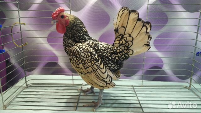 Сибрайт цылята и и/я