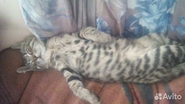 Котенок Витя, 9 мес, даром