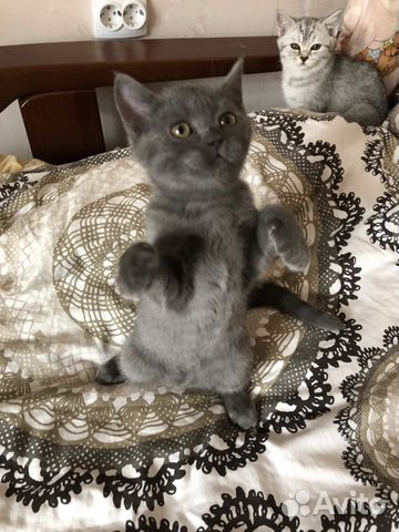 Британский котенок