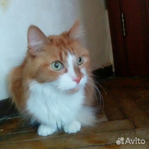 Кот Тарас