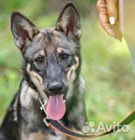 Чара -нежная, красивая, небольшая девочка. Малышке