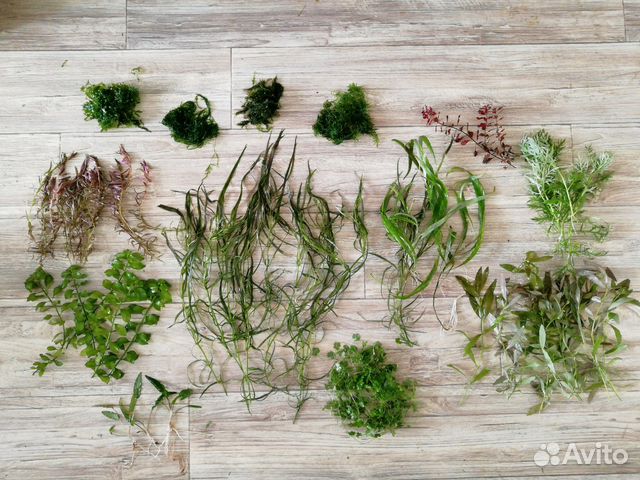 Аквариумные растения. Прополка