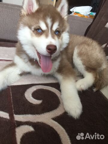 Сибирская хаски