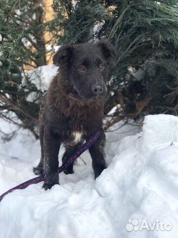 Пушистый Нокс ищет дом