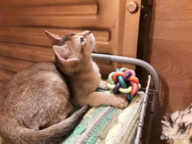 Абиссинские котята