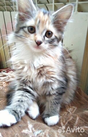 Экзотическая порода