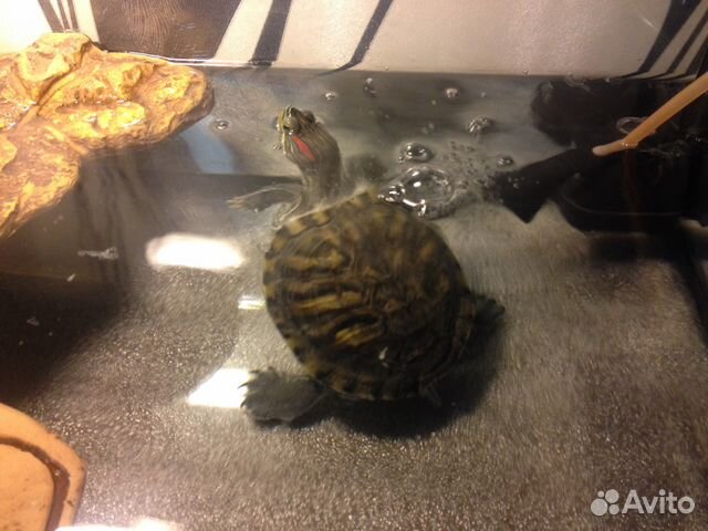 Красноухая черепаха в аквариуме