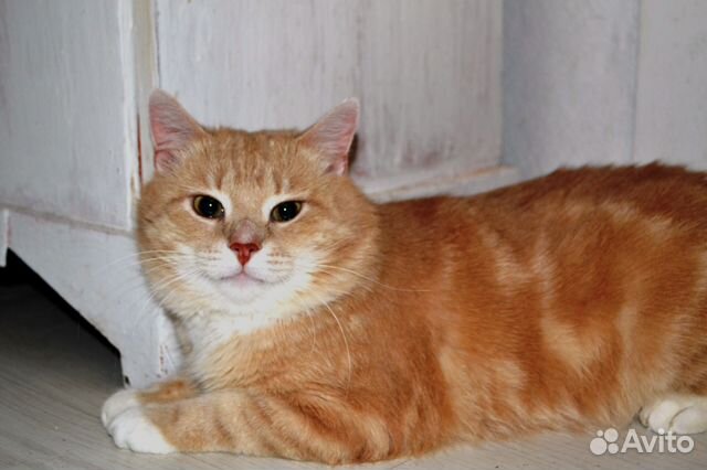 Рыжий котик в добрые руки