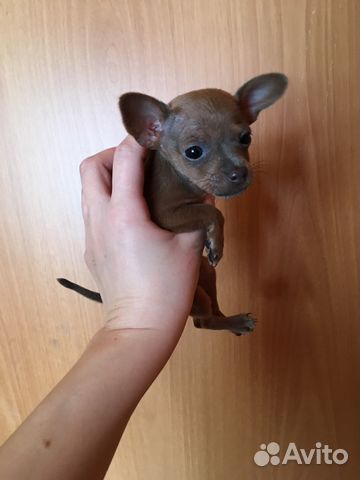 Девочки русского тоя