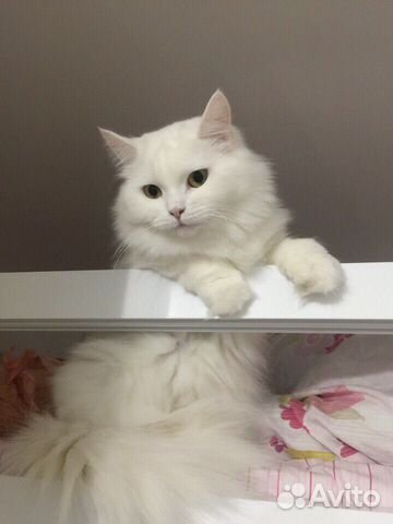 Красавец котик турецкий ван Ванечка в добрые руки