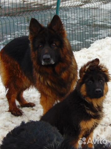 Щенок Немецкой овчарки (длинник)