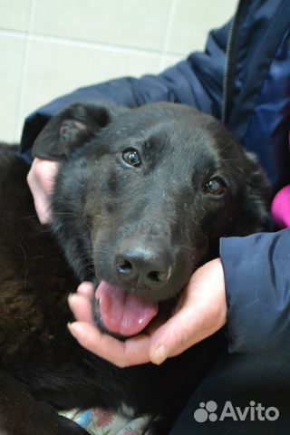 Чернышке очень нужен дом