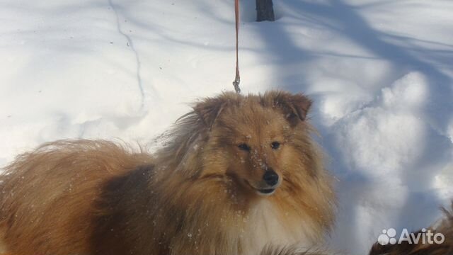 Девочка шелти