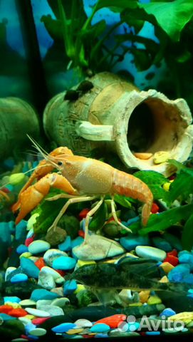 Аквариумные раки пресноводные