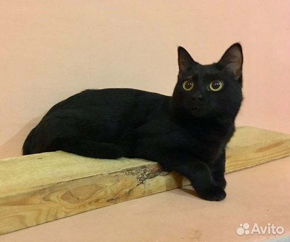 Молодая кошка красавица